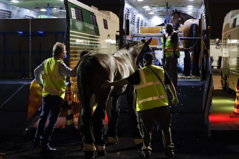 Equine champions fly home on Emirates SkyCargo